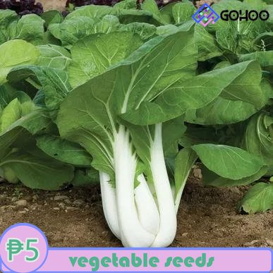 WHITE STEM PECHAY SEEDS Black Behi Vegetable Seeds | Shopee Philippines