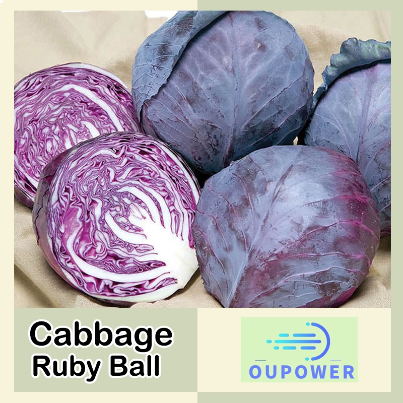 Cabbage Ruby Ball Improved F1 Vegetable Seeds 20PCS | Shopee Philippines