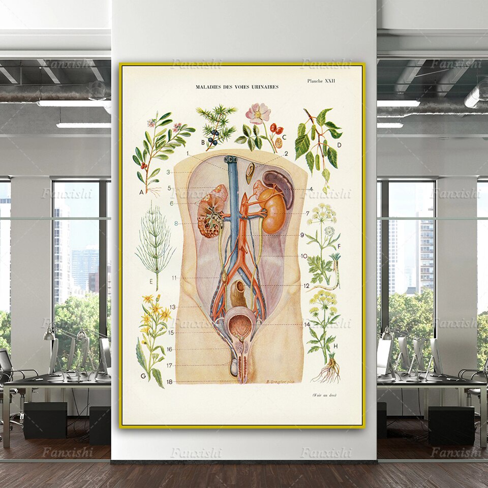 Vintage Urinary Tract Anatomy Print From Antique Medical Poster Medical