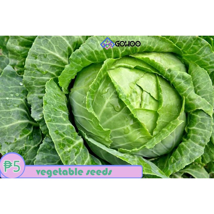 Cabbage Vegetable Seeds | Shopee Philippines