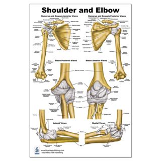 Shoulder and Elbow Anatomy Poster Canvas Painting Decor Hospital Office ...