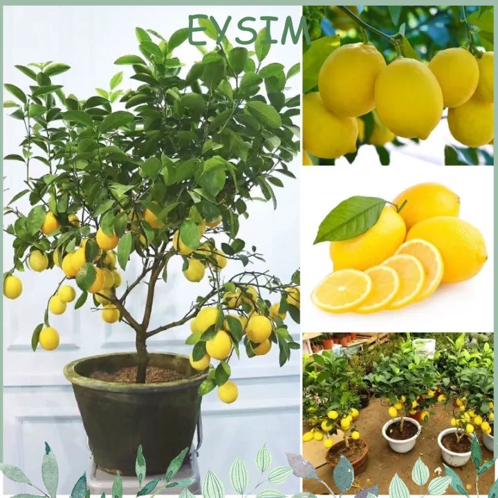 Lemon Tree Seeds Bonsai Fruit Seeds Organic Fruits Bonsai Tree Live ...