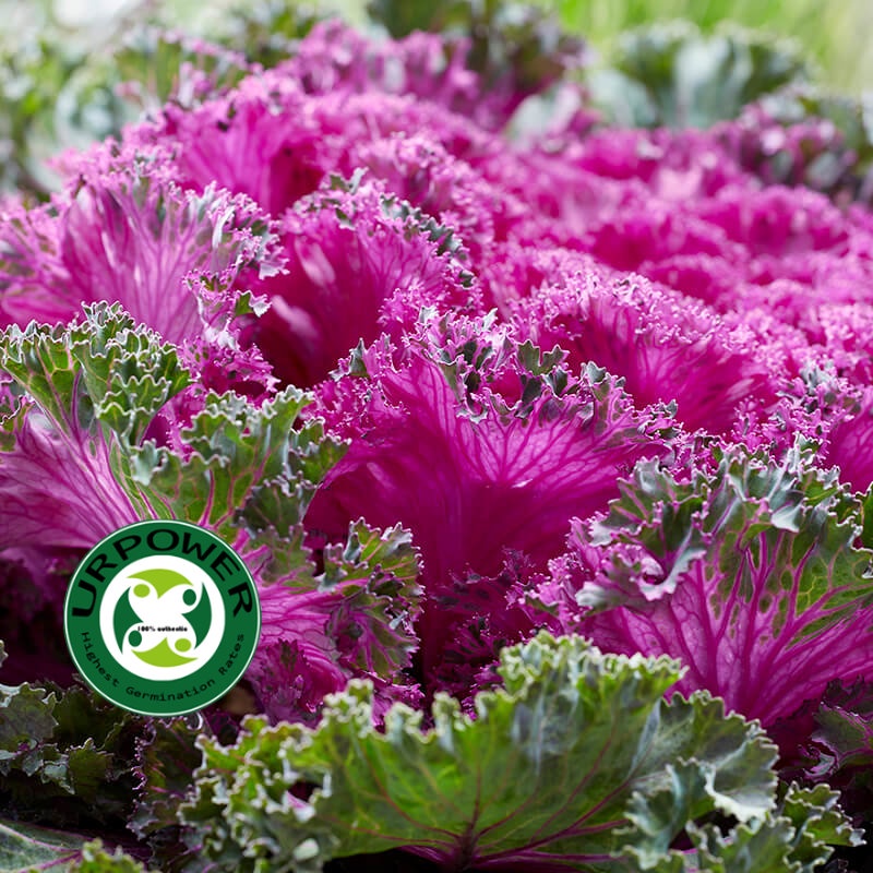 Lettuce Red Lollo Rossa Seeds Vegetable 20PCS | Shopee Philippines