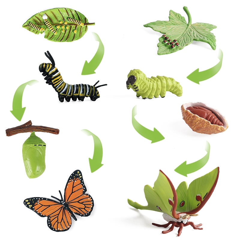 Insect Animals Life Growth Cycle Luna Moth Actias Ningpoana Butterfly ...