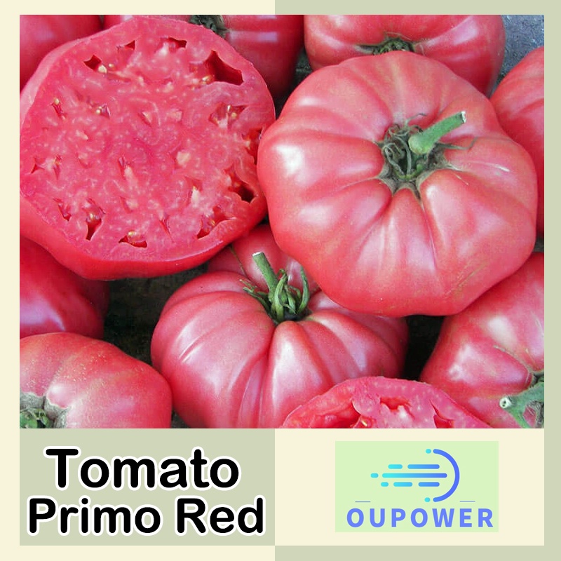 Tomato Primo Red F1 Vegetable seeds 20PCS | Shopee Philippines