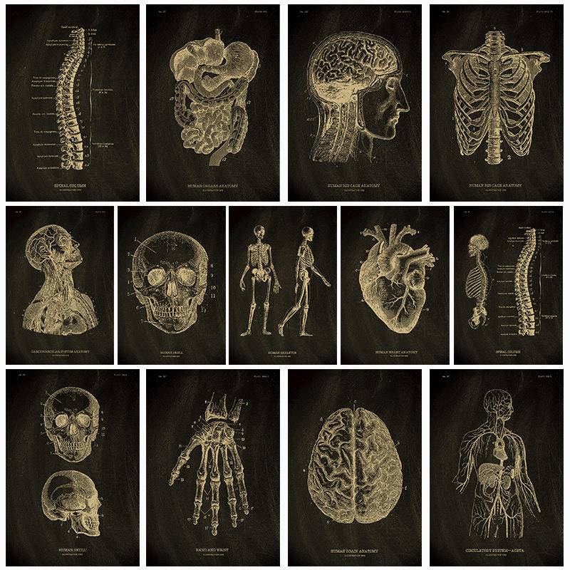 Human anatomy system Medical poster Human organs Heart skeleton Kraft ...