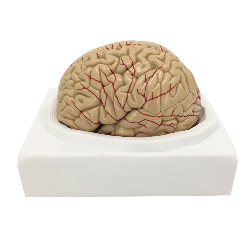 RAN Human Brain Model Anatomically Accurate Brain Model 8-Part Human ...