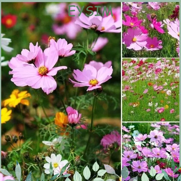 Mixed Color Cosmos Bonsai Seeds Cosmos Tall Mixed Flower Garden Colors ...