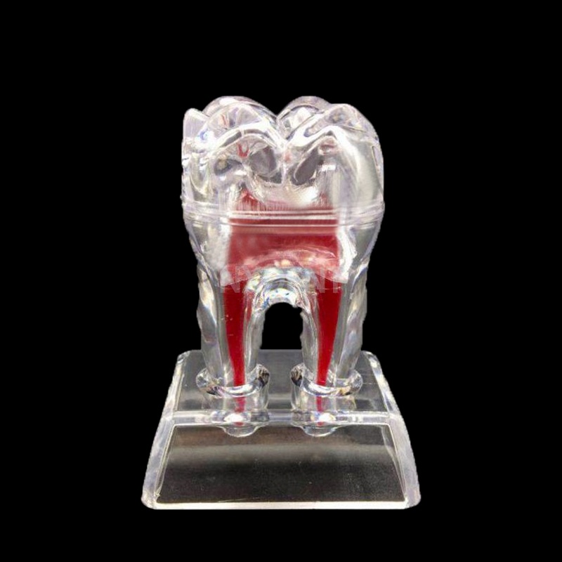 Dentist Dental Crystal Base Hard Plastic Teeth Tooth Molar Model ...