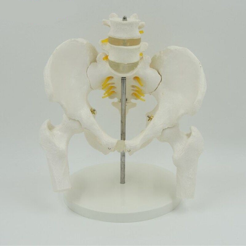 Life size adult vertebra lumbalis and pelvis bone model femur human ...