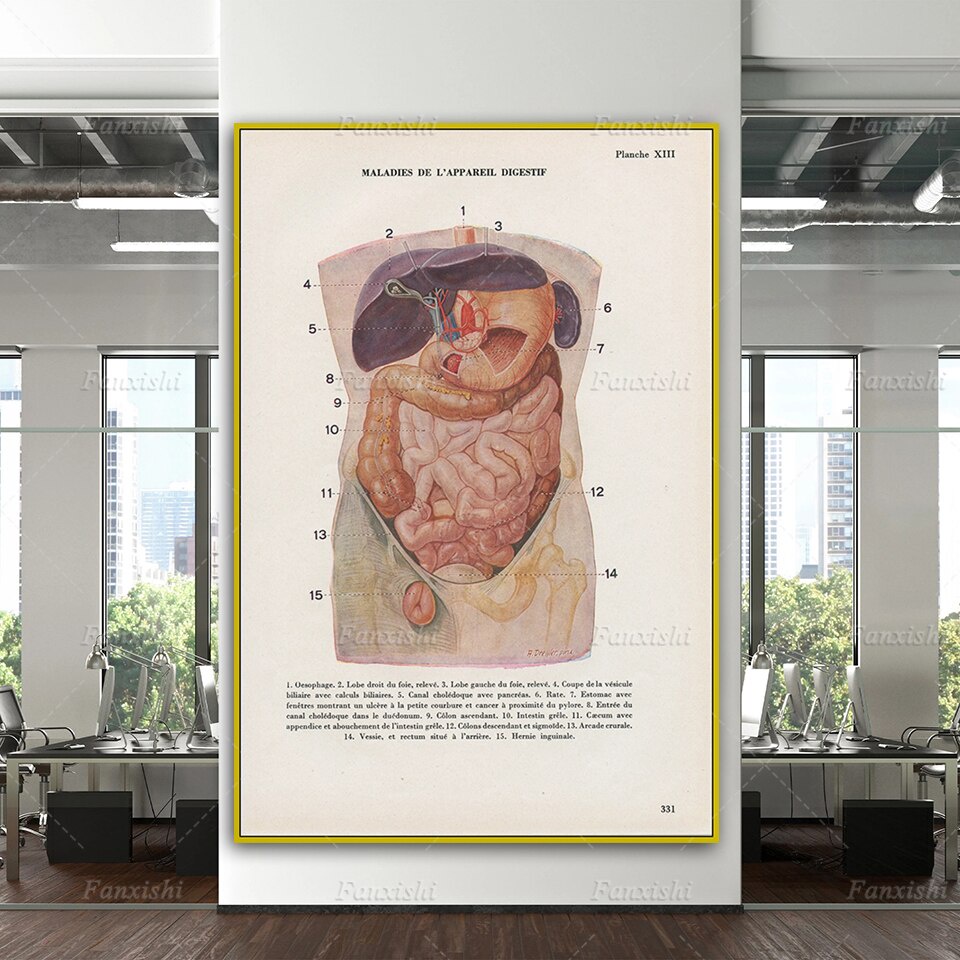 Vintage Digestive Tract Medical Print French Antique Anatomy Poster ...