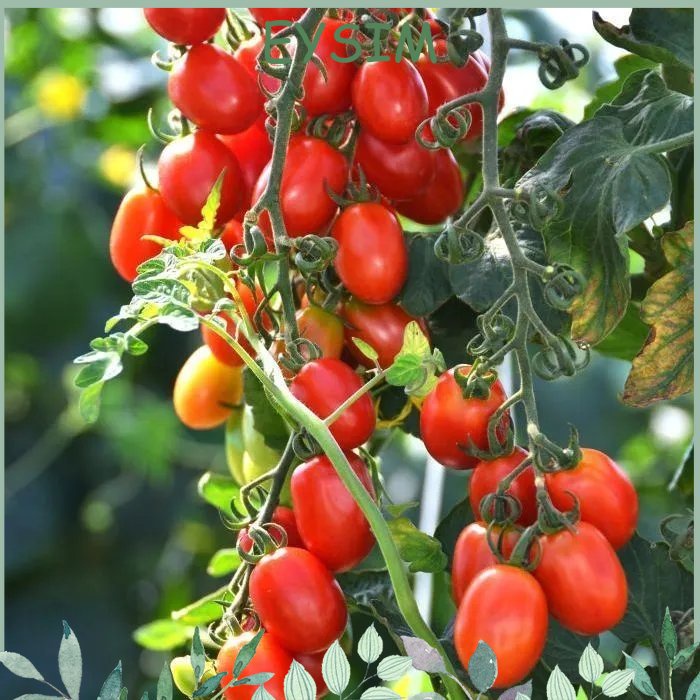 Apollo Tomato Seeds Vegetable Fruit For Planting 20pcs | Shopee Philippines