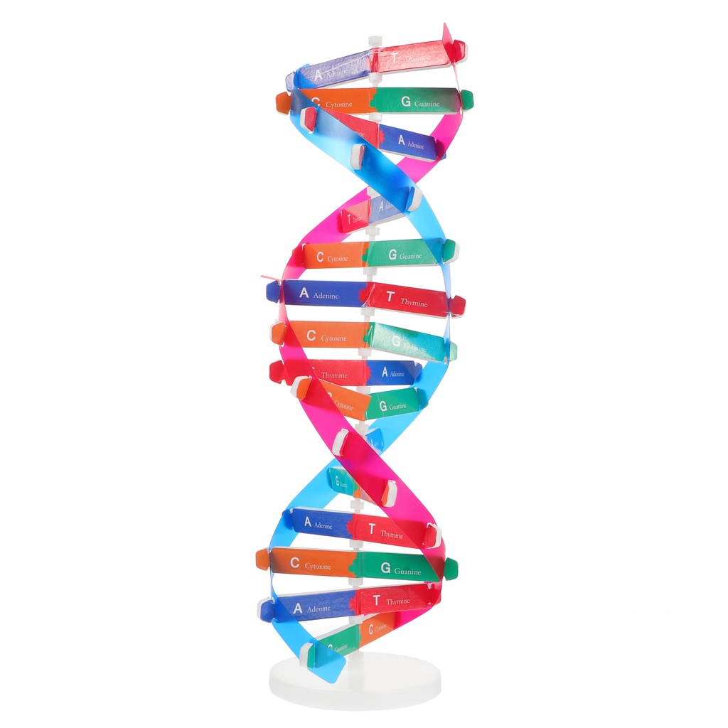 Double Helix Model Scientific Experiment Equipment Molecular Kit ...