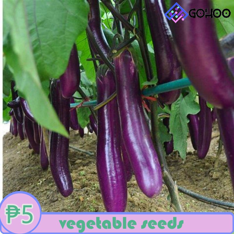 EGGPLANT LONG PURPLE VEGETABLE SEEDS | Shopee Philippines