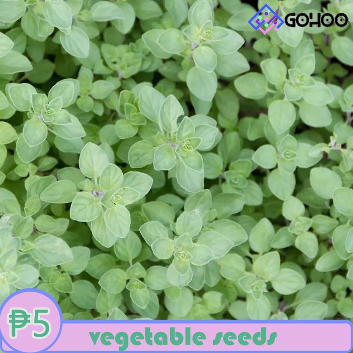 Greek Oregano Seeds Vegetable | Shopee Philippines