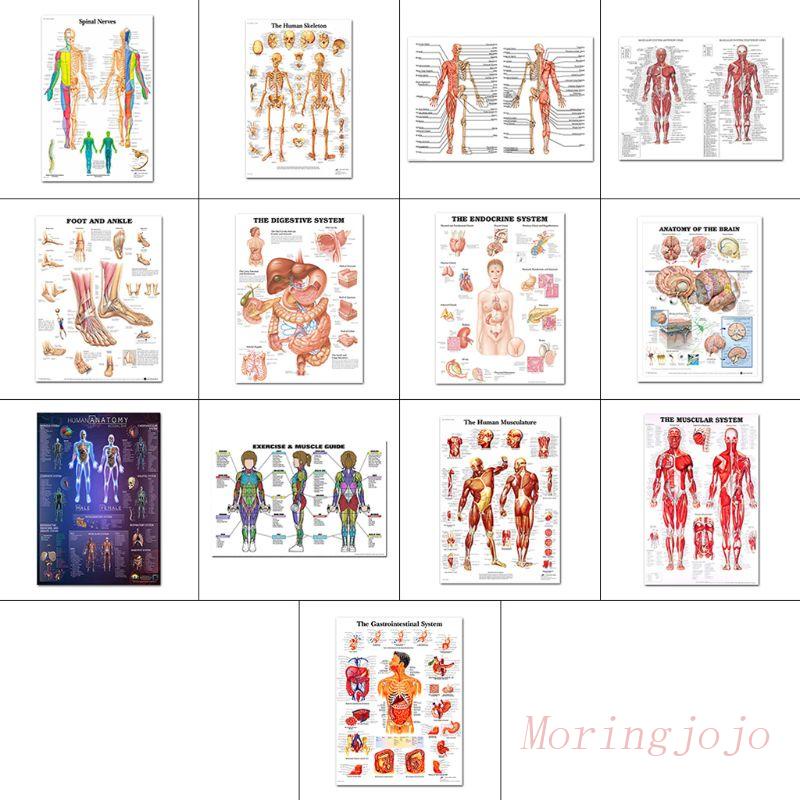 JoJo Muscular & Skeletal System Anatomical Poster Set - Human Skeleton ...