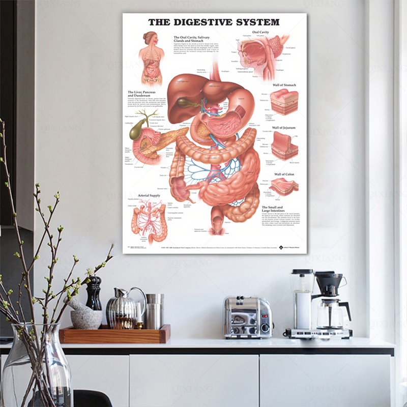 Anatomy Model The Digestive System Anatomical Chart Wall Art Painting ...