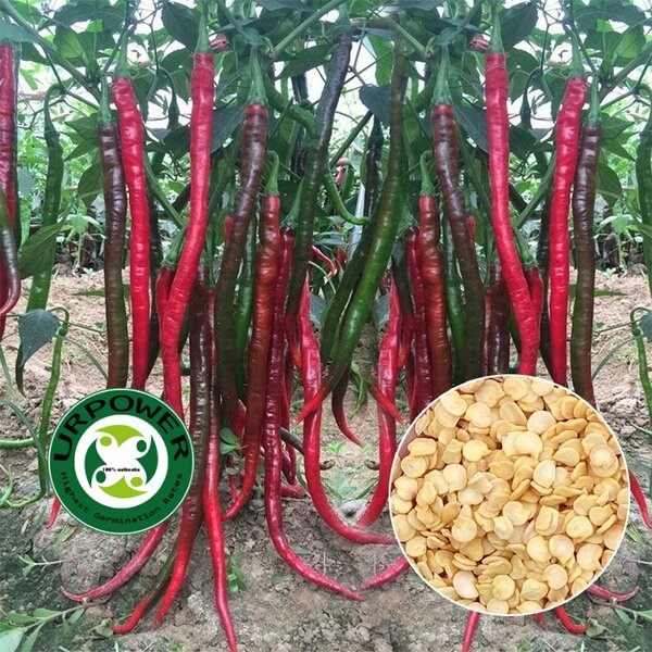 Siling Panigang / Hot Pepper Seeds Vegetable Seeds | Shopee Philippines