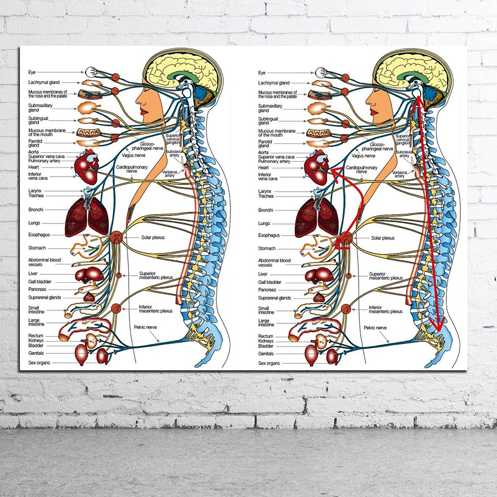 Human Science Human Body Organs Medical Knowledge Canvas Poster ...