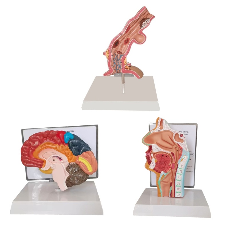 love* Human Brain Model Facial Anatomy Model Medical Props for ...