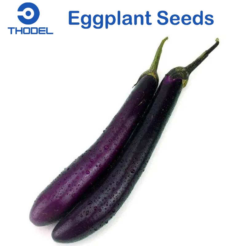 20pcs Eggplant/Talong Seeds Mahaba Vegetable Seeds High Planting Rate ...
