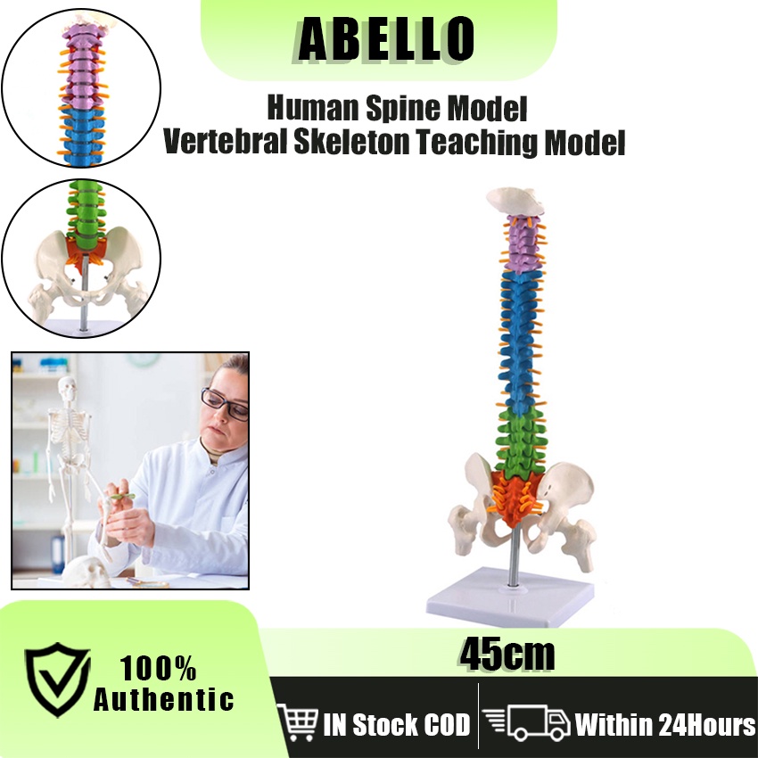 45CM Colorful Human Spine Model Vertebral Skeleton Teaching Model Aids ...