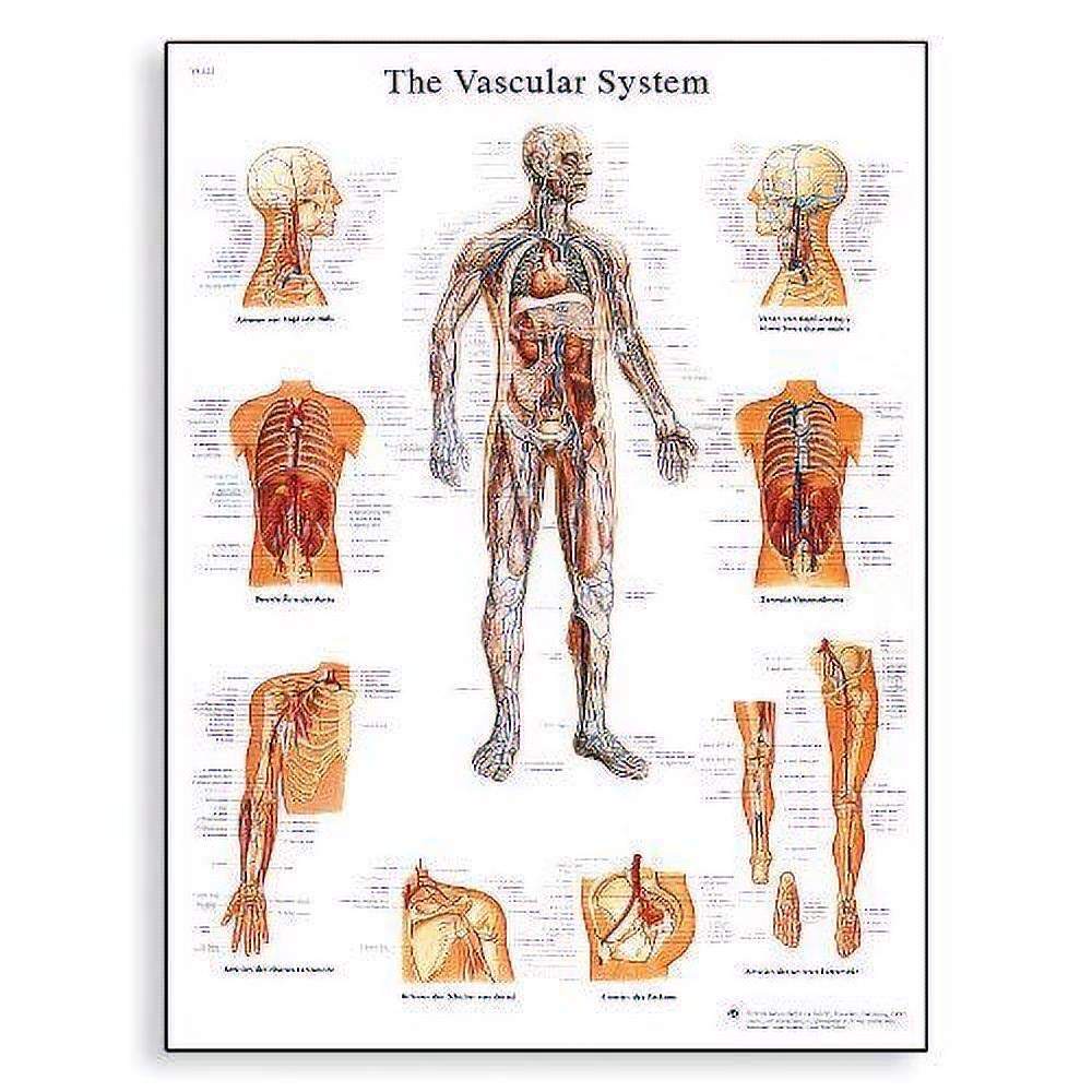 Vruu Glossy Paper The Vascular System Anatomical Chart Poster Size | Shopee Philippines