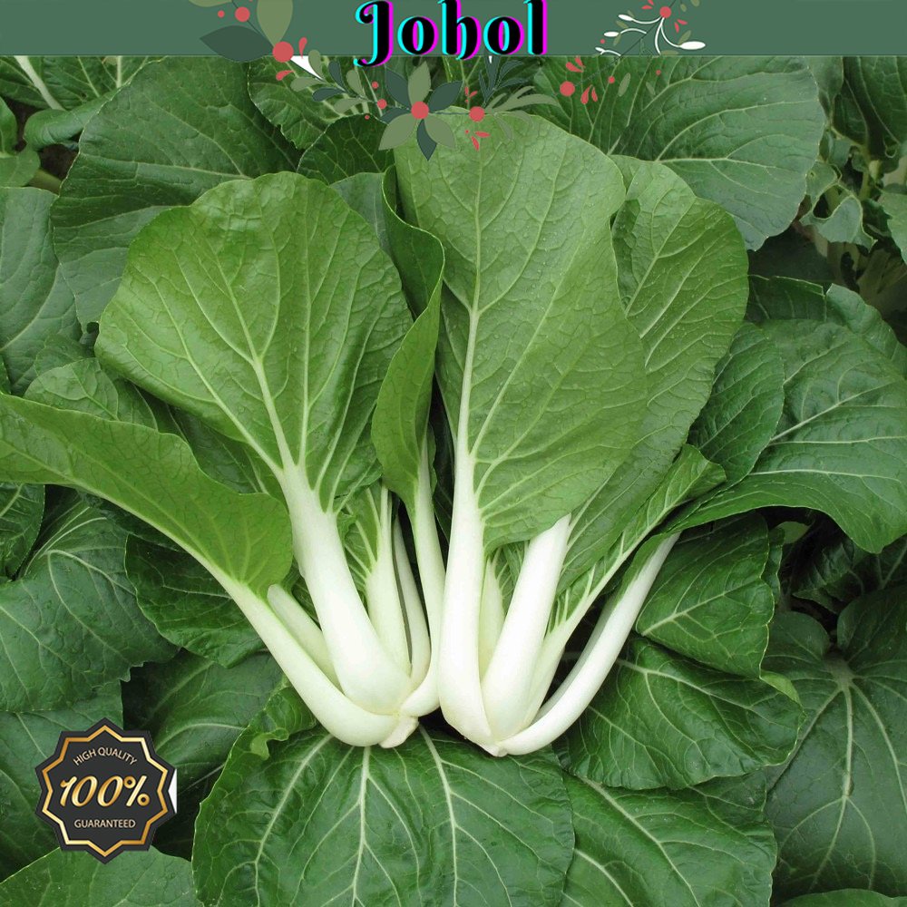 Petchay Vegetable Plant Seeds Single Variety Tropical Vegetables Seeds ...