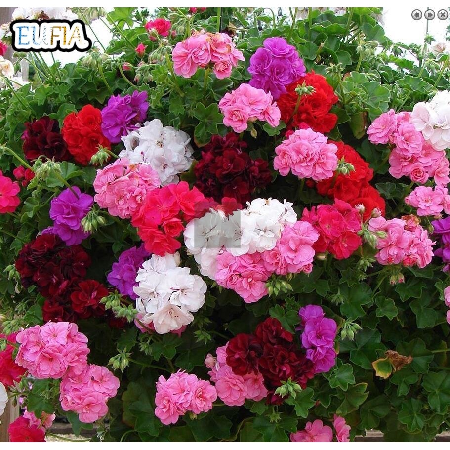 Geranium Seeds Potted Perennial Flower High Planting Rate | Shopee ...