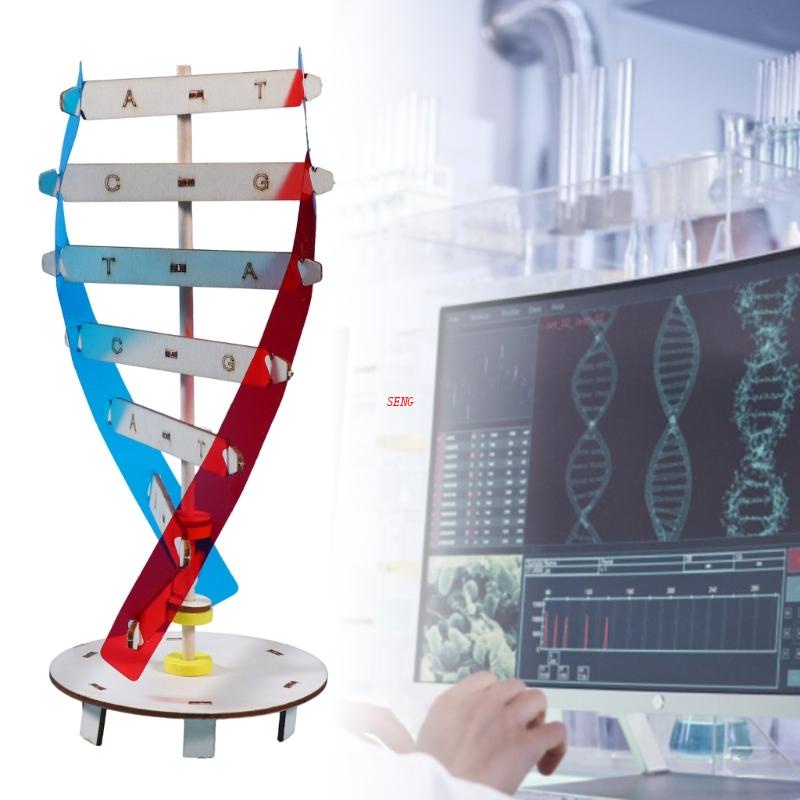 seng DNA Models Double Helix Model Science Educational Teaching ...