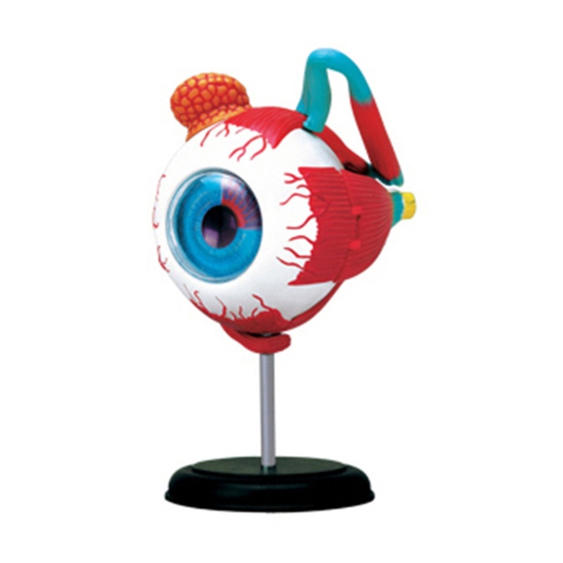 love* Anatomical Human Eye Model Orbit Eyeball Detachable 32Parts DIY ...