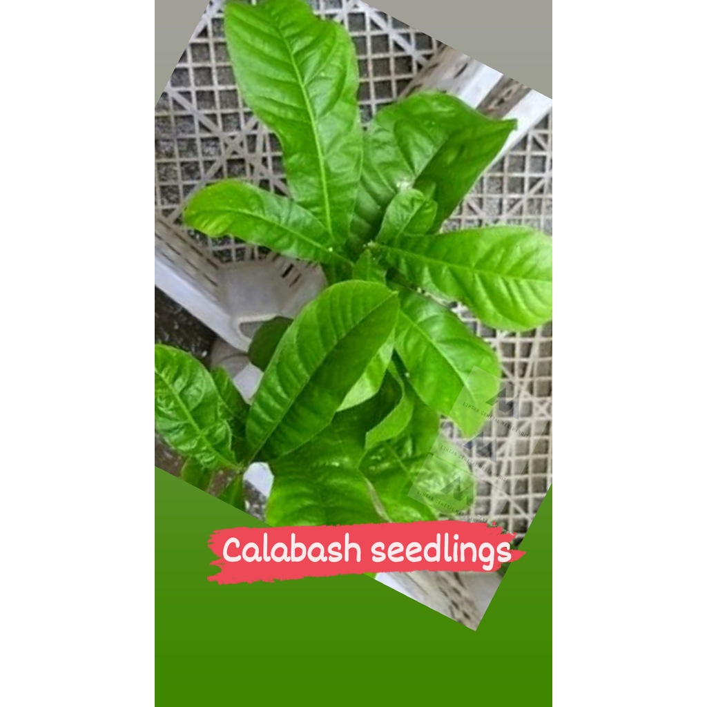 Calabash Miracle fruit seedlings Rare Marcotted big size | Shopee ...