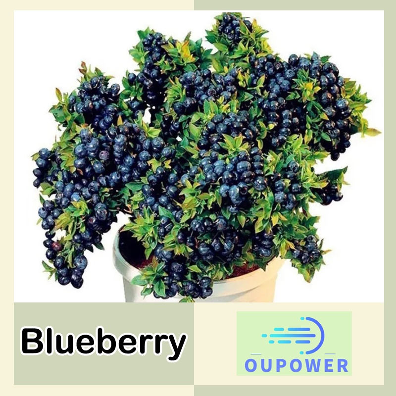 100Pcs Blueberry Tree Seed Fruit Seeds Potted Bonsai Plants Home Decor ...