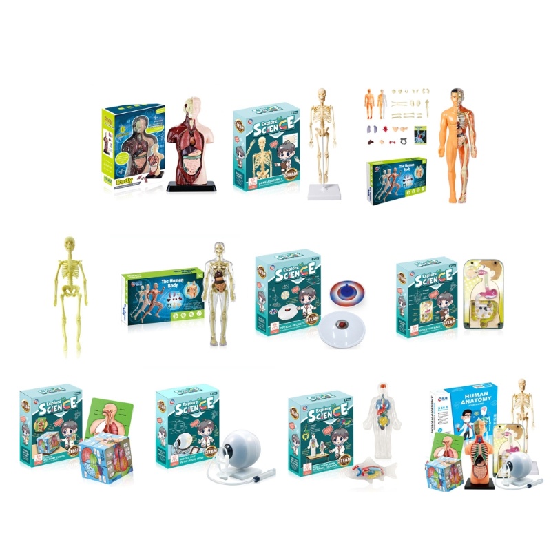 WMMB Human Body Anatomy Model Detachable Torso Organs Skeleton ...