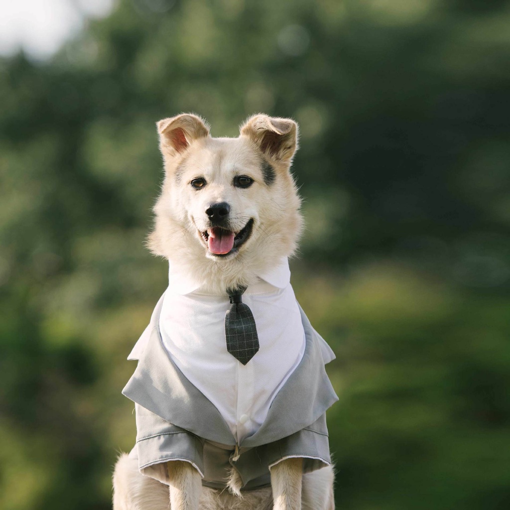 Fake Two-Piece Tri-Color Tuxedo Dog Clothes Pet Outfit Puppy Medium ...