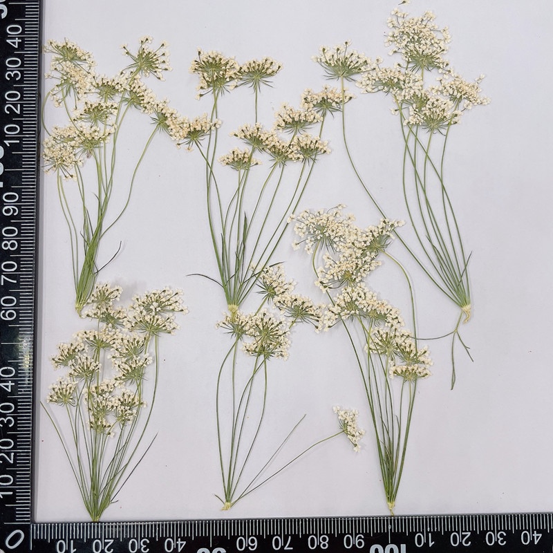 Fancyartsy 6pc Edelweiss Dried Pressed flower Epoxy DIY pressed flower ...