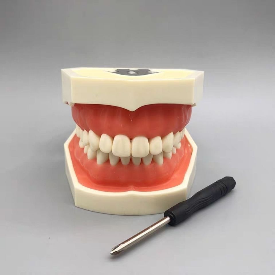 Dental 28 pcs Detachable Teeth model Oral soft gingival preparation ...