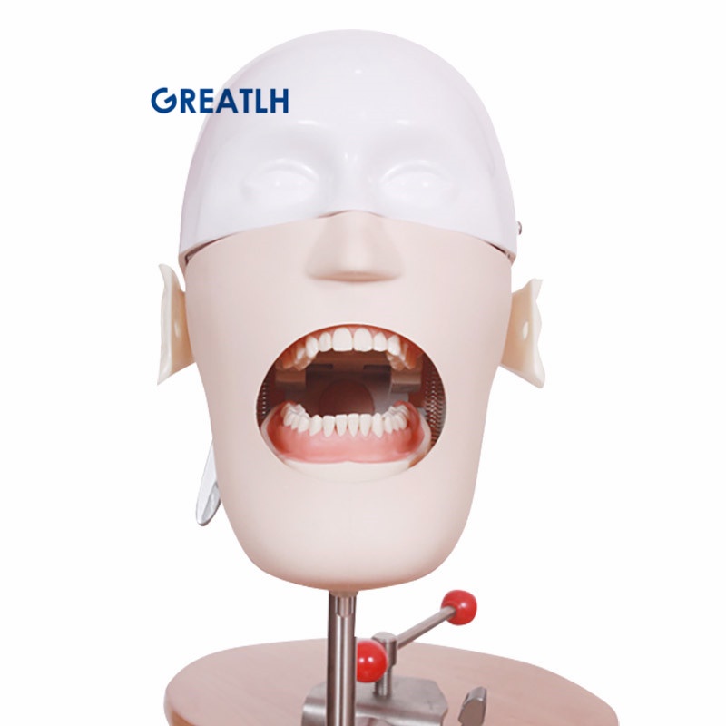 Dental Head Model Training Simulator Practise teeth model Dental ...