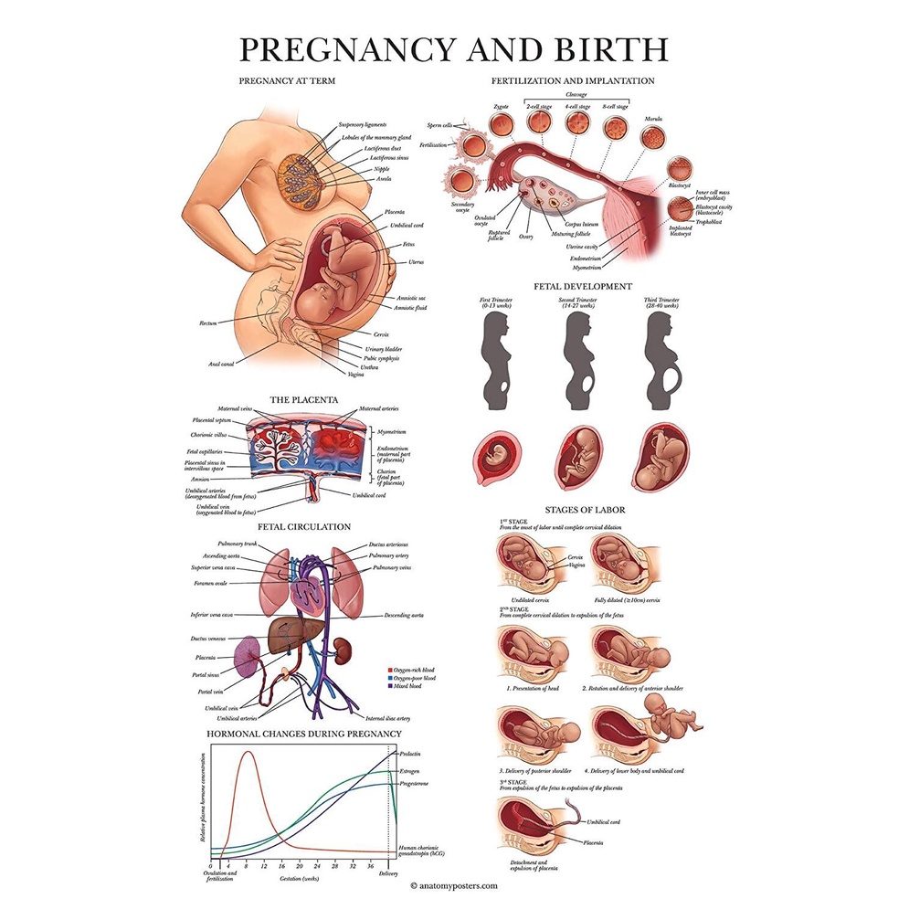 Pregnancy and Birth Anatomy Poster Anatomical Chart of Pregnant Female ...