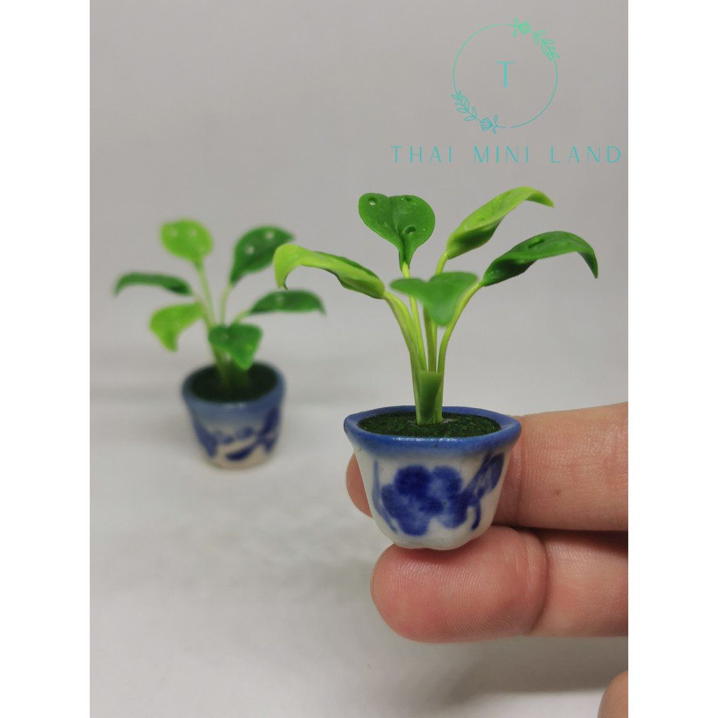 Betel Oxtail Mini Ox Pool In Pot Clay Sculpting Tree Monstera Miniature ...