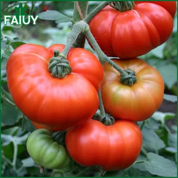 Kinalabasa Tagalog Tomato- Native Variety Seeds 20PCS Vegetable Seeds ...