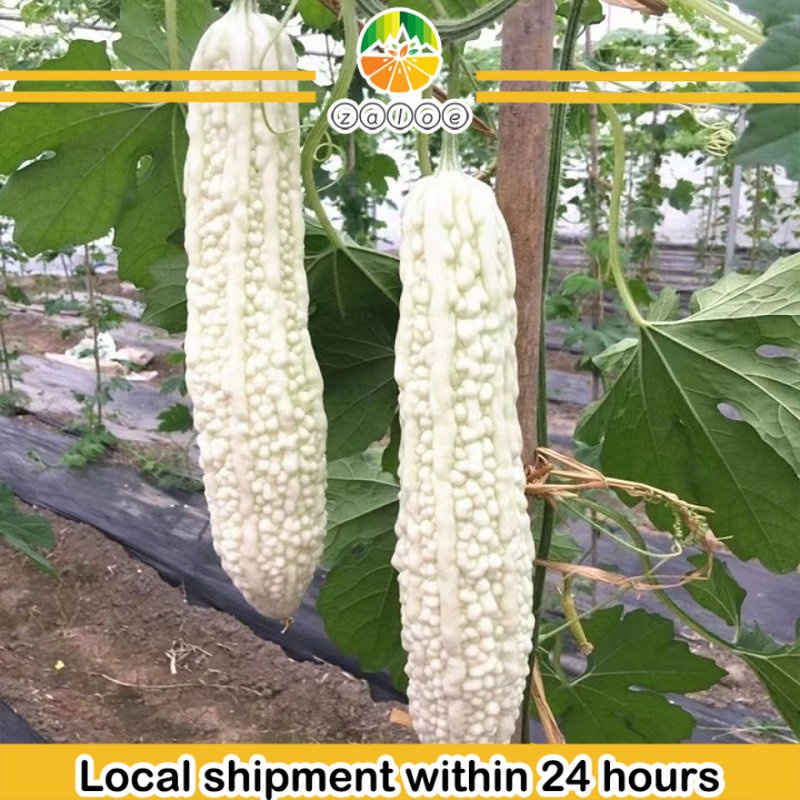 High Yield White Bitter Gourd Seeds (5 Seed) Long Balsam Pear Seed ...