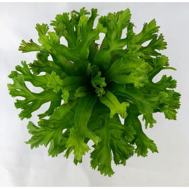 LGM Asplenium Leslie BirdsNest Fern seedlings | Shopee Philippines