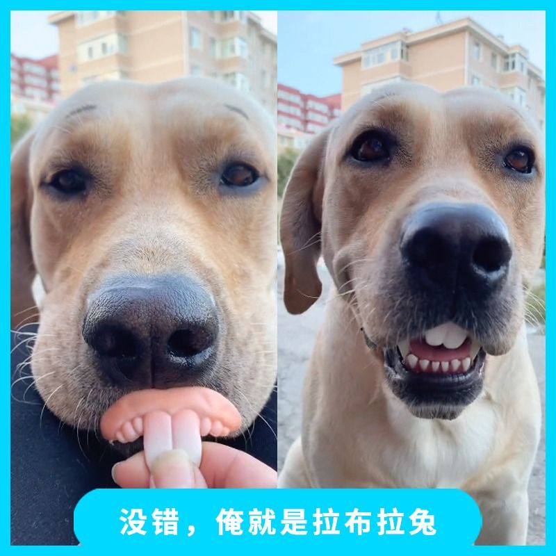 Dog Denture Pet Corgi Toy Funny Spoof Dog Groundhog Rabbit Big Door ...