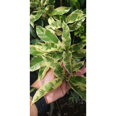 Grafted Variegated Chico Pineras Hybrid Fruit seedlings XL size ...