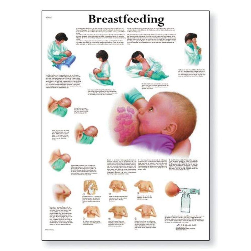 Vrl Glossy Paper Breastfeeding Anatomy Pattern Poster Width Height ...