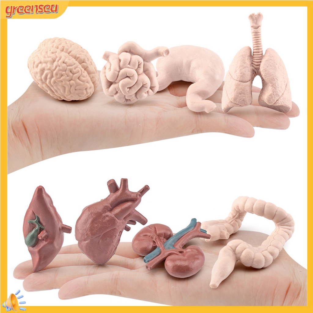 greensea| 8Pcs/Set Organ Model Toy PVC Brain Lungs Small/Large ...