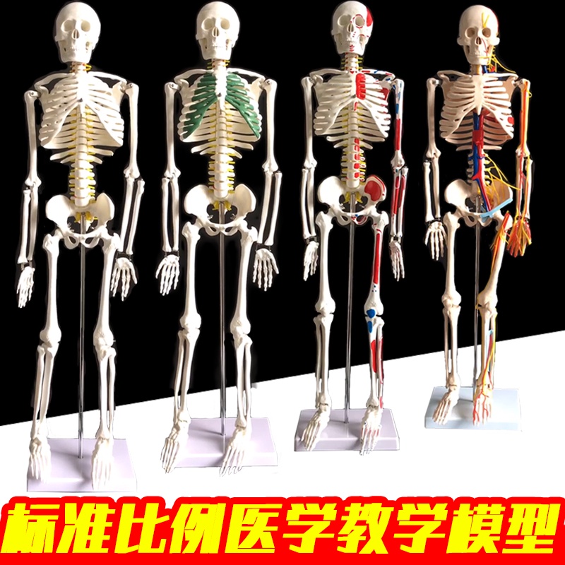 Excellent quality 85cm 170cm human skeleton model Teaching skeleton ...
