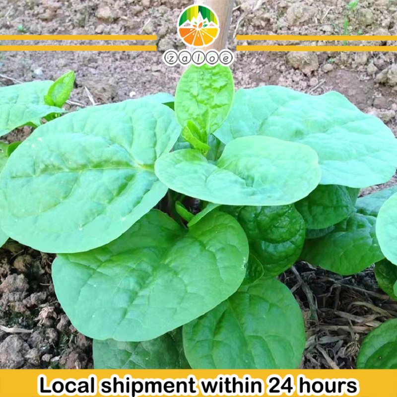 Malabar Spinach Seeds (20 Seed) Gynura Cusimbua Vegetable Seeds for ...