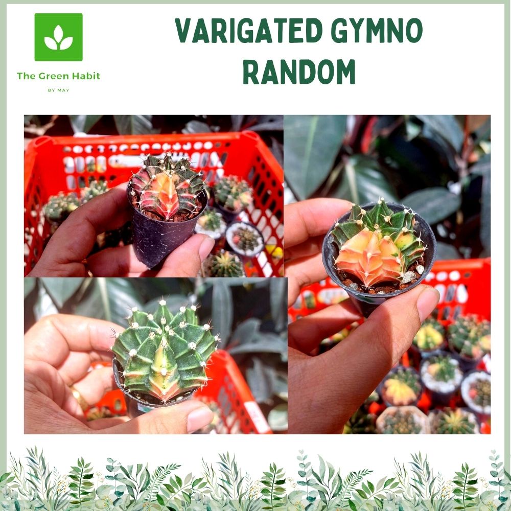 TGH (Random) Varigated Gymno Cactus Plant live with Pot Gymnocalycium ...